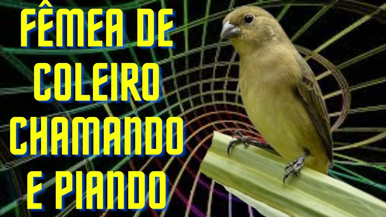 🔴 FÊMEA DE COLEIRO CHAMANDO E PIANDO MUITO. PARA ESQUENTAR E FOGUEAR ...