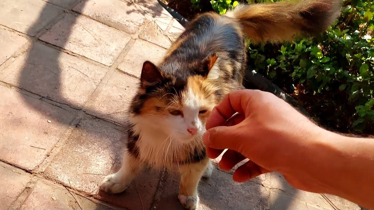 Super Amazing Fluffy Tail Calico Cat With A Hungry Kitten That Came In ...