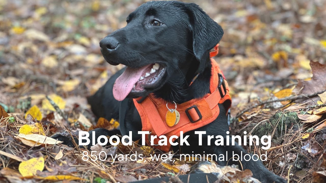 Blood Tracking Training | Puppy’s Longest track | Blood trailing in the ...