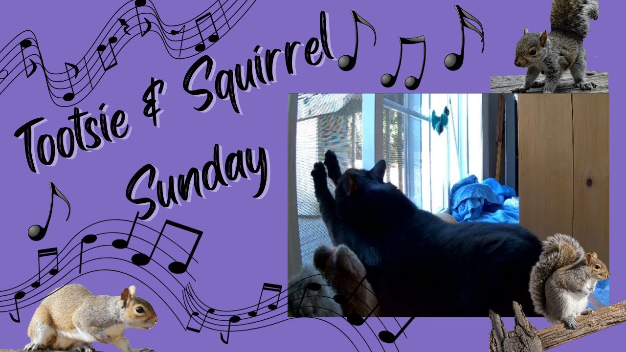 746) Tootsie & Squirrel Sunday 💜 - YouTube