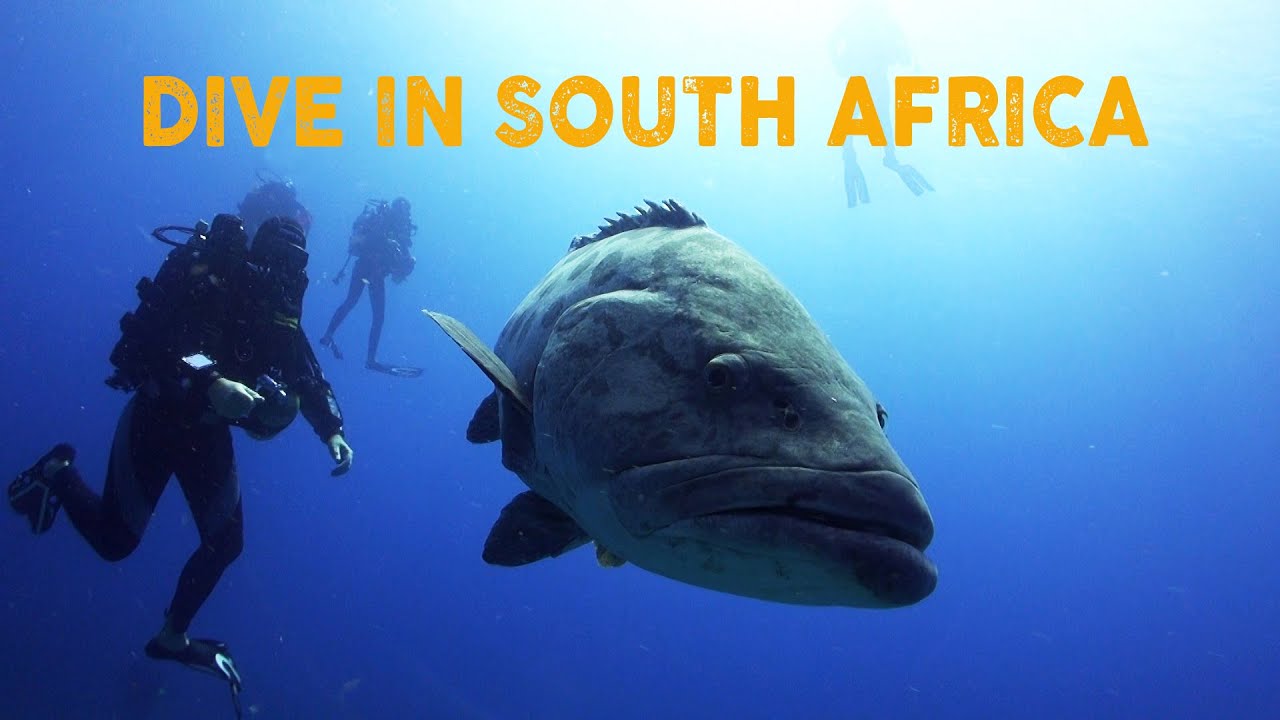 Dive South Africa - YouTube