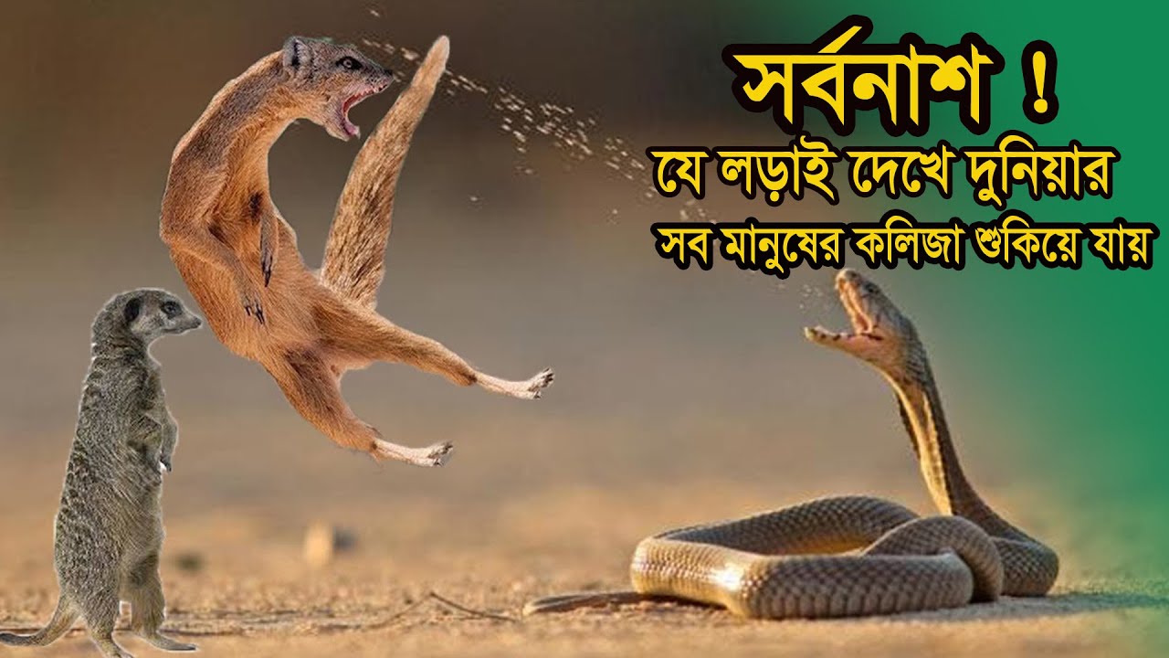 সর্বনাশ! যে লড়াই দেখে দুনিয়ার সব মানুষের কলিজা শুকিয়ে যায় | Snake ...