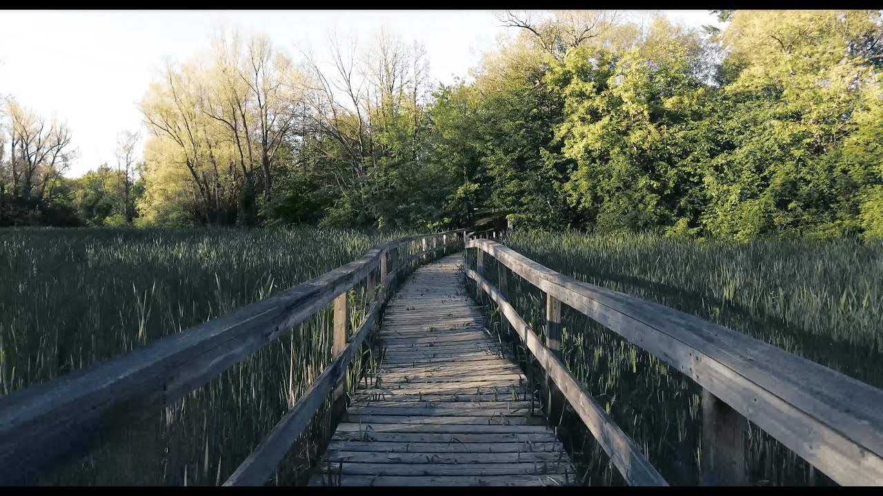 【4K】Morning Walk At Toogood Pond - YouTube