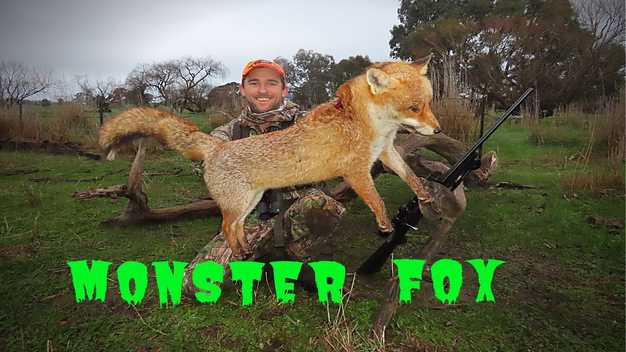 Monster Fox Down! (Vermin Patrol!) - YouTube