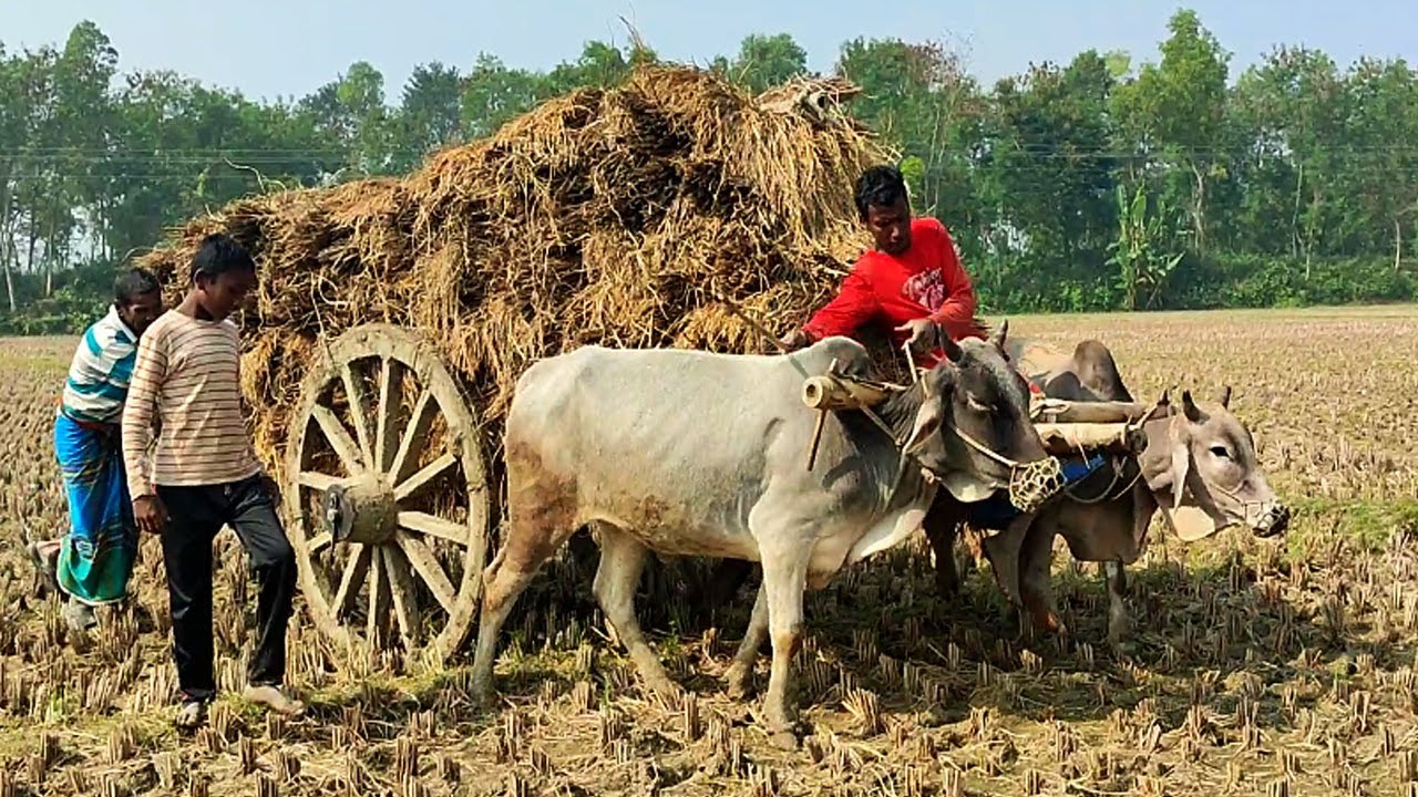 Bullock Heavy Paddy Load Ride // Bullock Cart // Bullock cart heavy ...