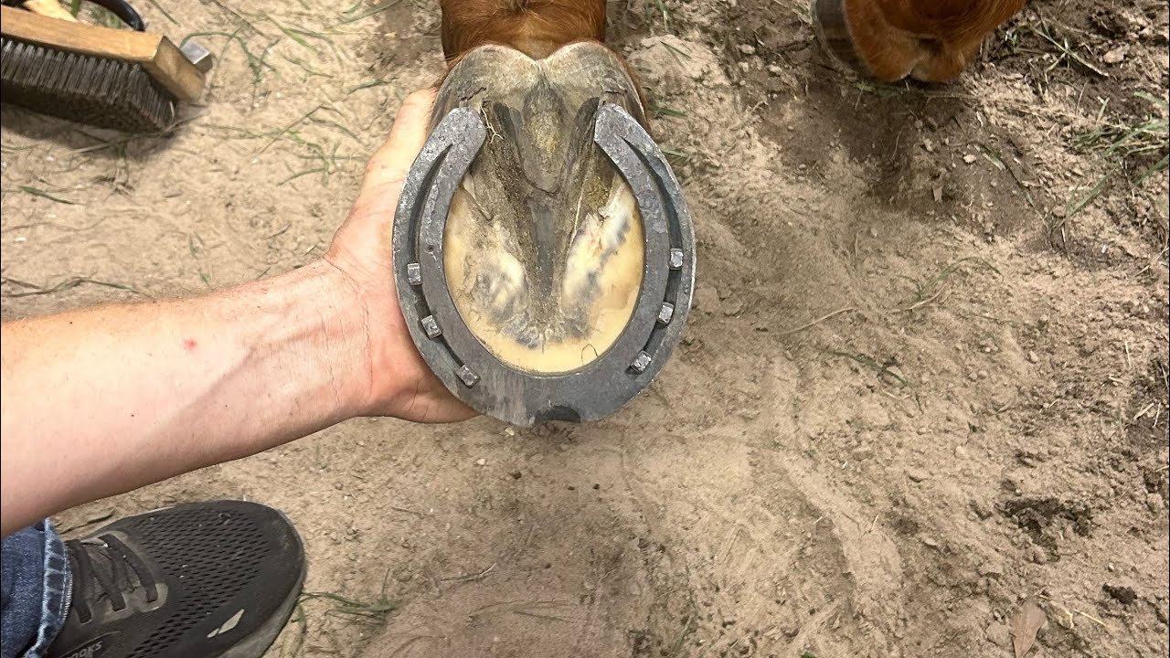 Applying 3/4 fullered handmade horse shoes - YouTube