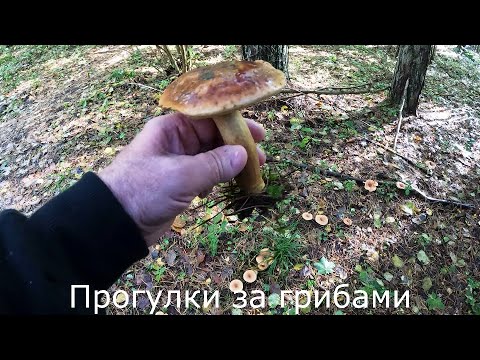 Прогулки за грибами | Последние грибы возле длинной горы. - YouTube