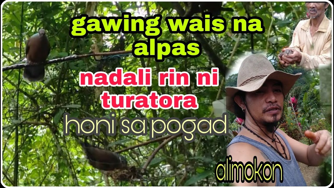 TURATORA HONI SA POGAD.#alimokon #whiteearedbrowndove #birds - YouTube