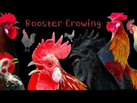 Rooster Crowing COMPILATION Rooster sound effects 2021 - YouTube