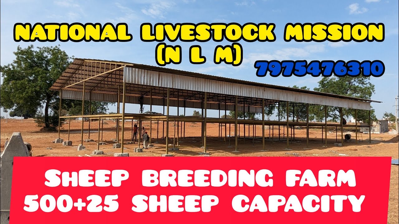 NLM SHEEP BREEDING FARM PROJECT KOPPAL KARNATAKA 7975476310 - YouTube