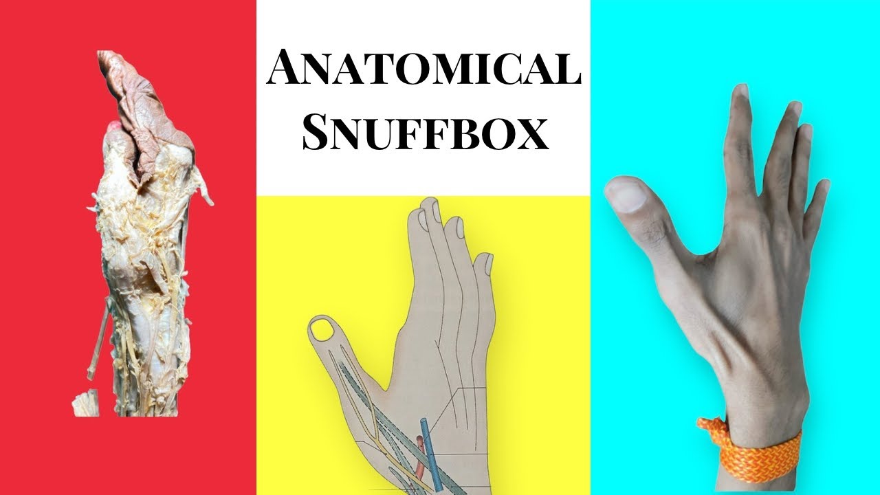 Anatomical Snuffbox | Human Anatomy | Foziya Vohra & Mukta Nivedita ...