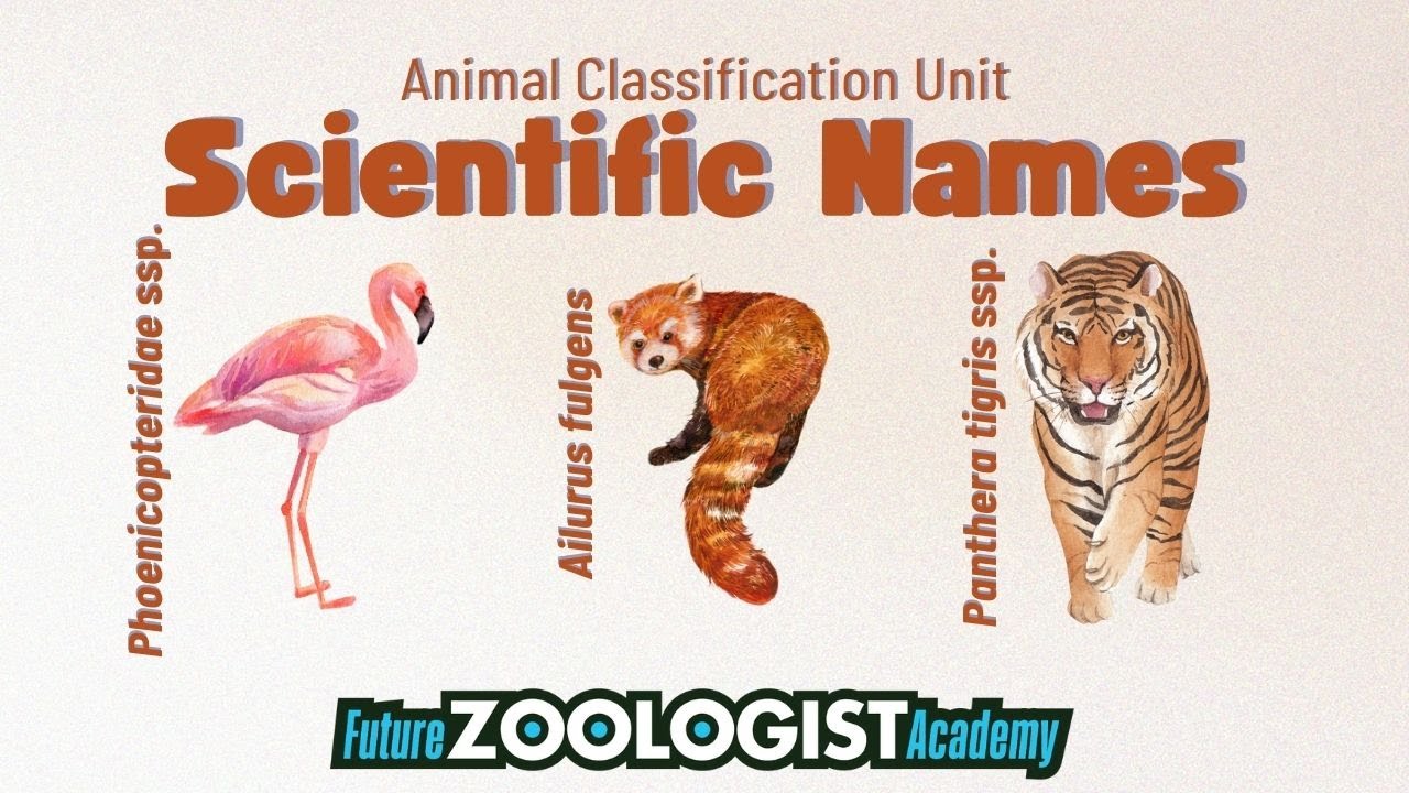 Scientific Names | How to Write and Interpret a Binomial Name ...