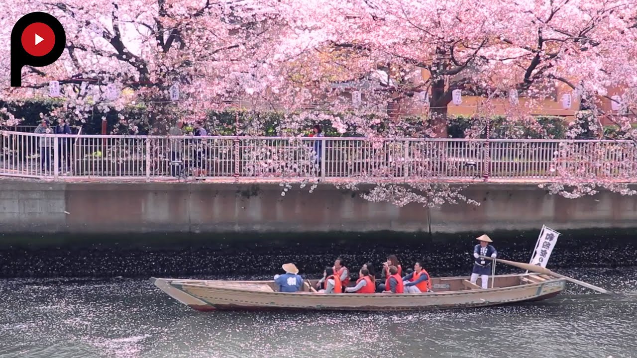 美しい花筏 】Floating Sakura | Enjoy cherry blossom viewing while cruising ...