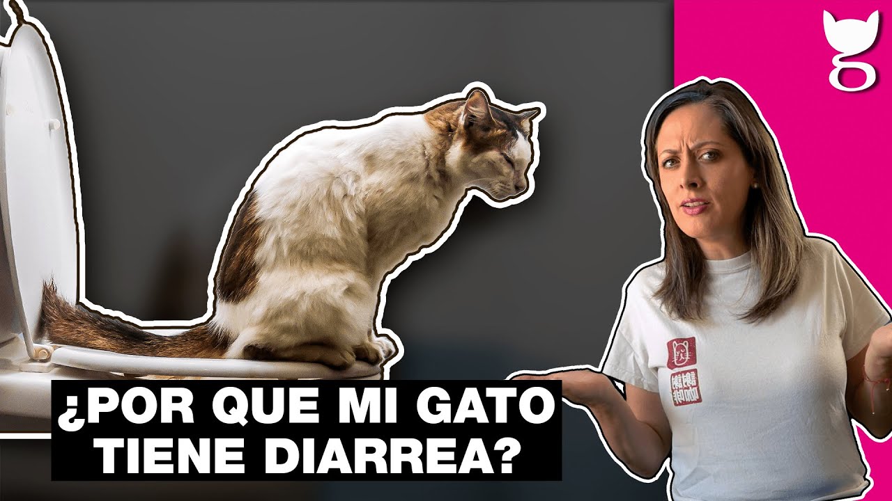 Mi gato tiene DIARREA! 🙀💩 ¿Qué hago? | LA GATERÍA TV - YouTube