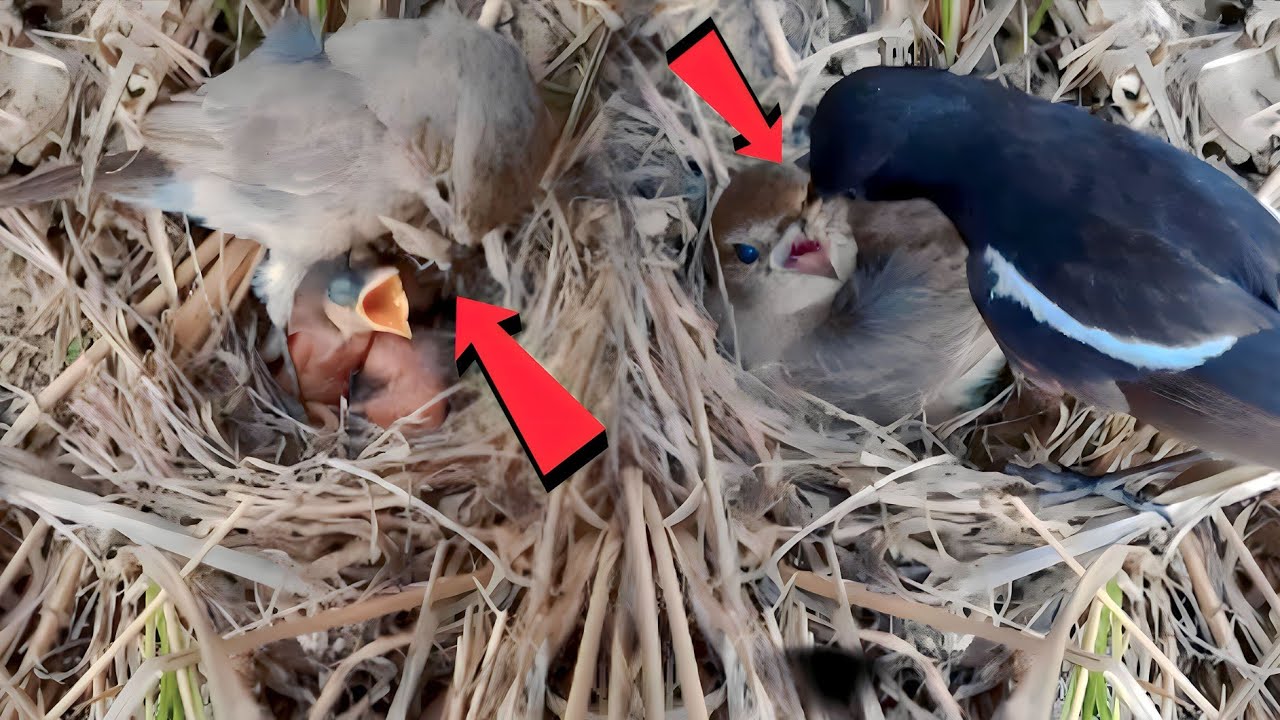 Oriental magpie birds Feeding Her Baby @beautyofnature4988 - YouTube