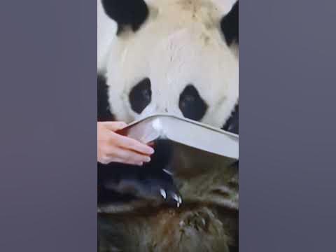 Панденок у панды Диндин в России 🐼🐼🐼♥ - YouTube
