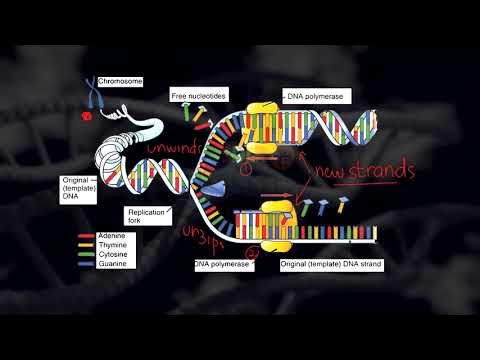 Grade 12 life Science the structure of DNA - YouTube