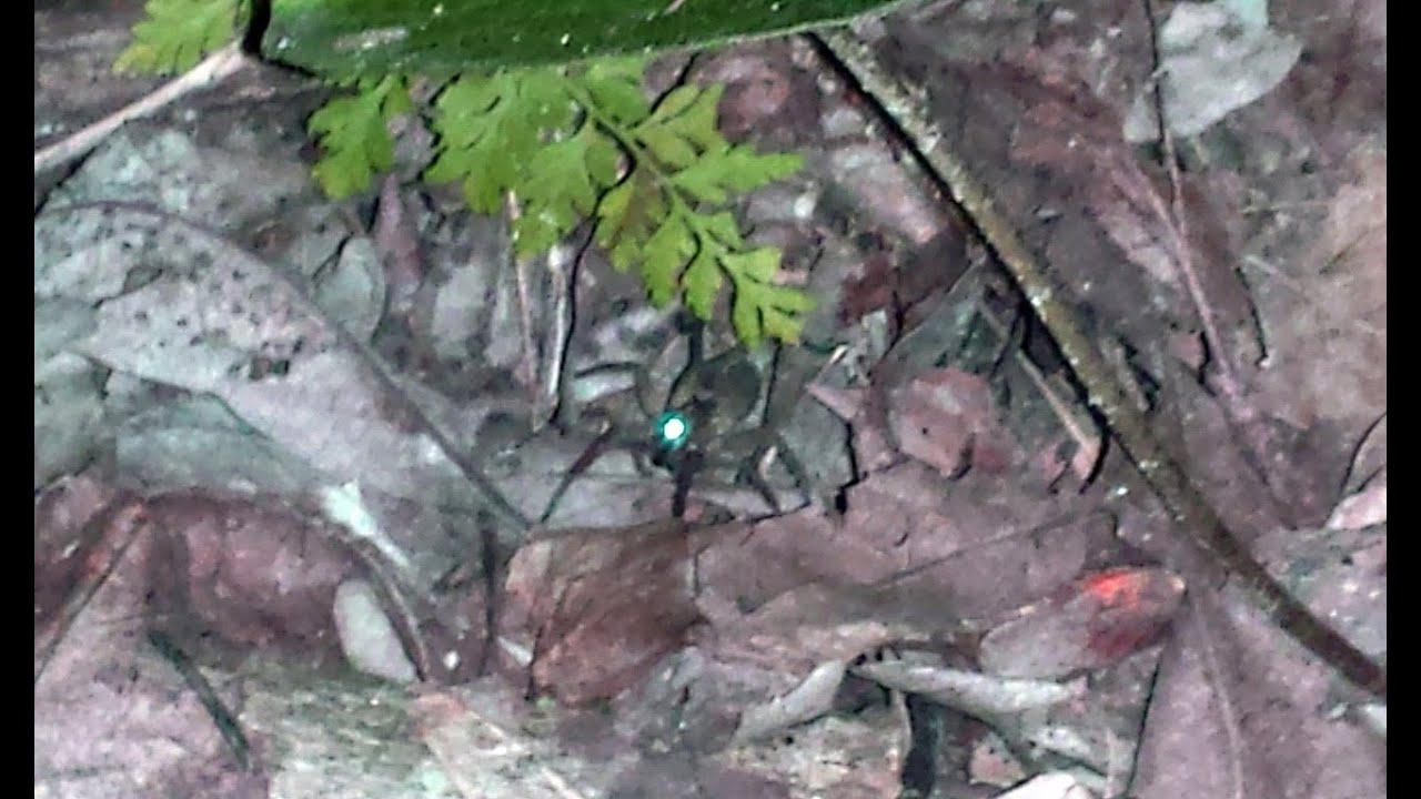 Wolf Spider Eyes Glow Green At Night YouTube