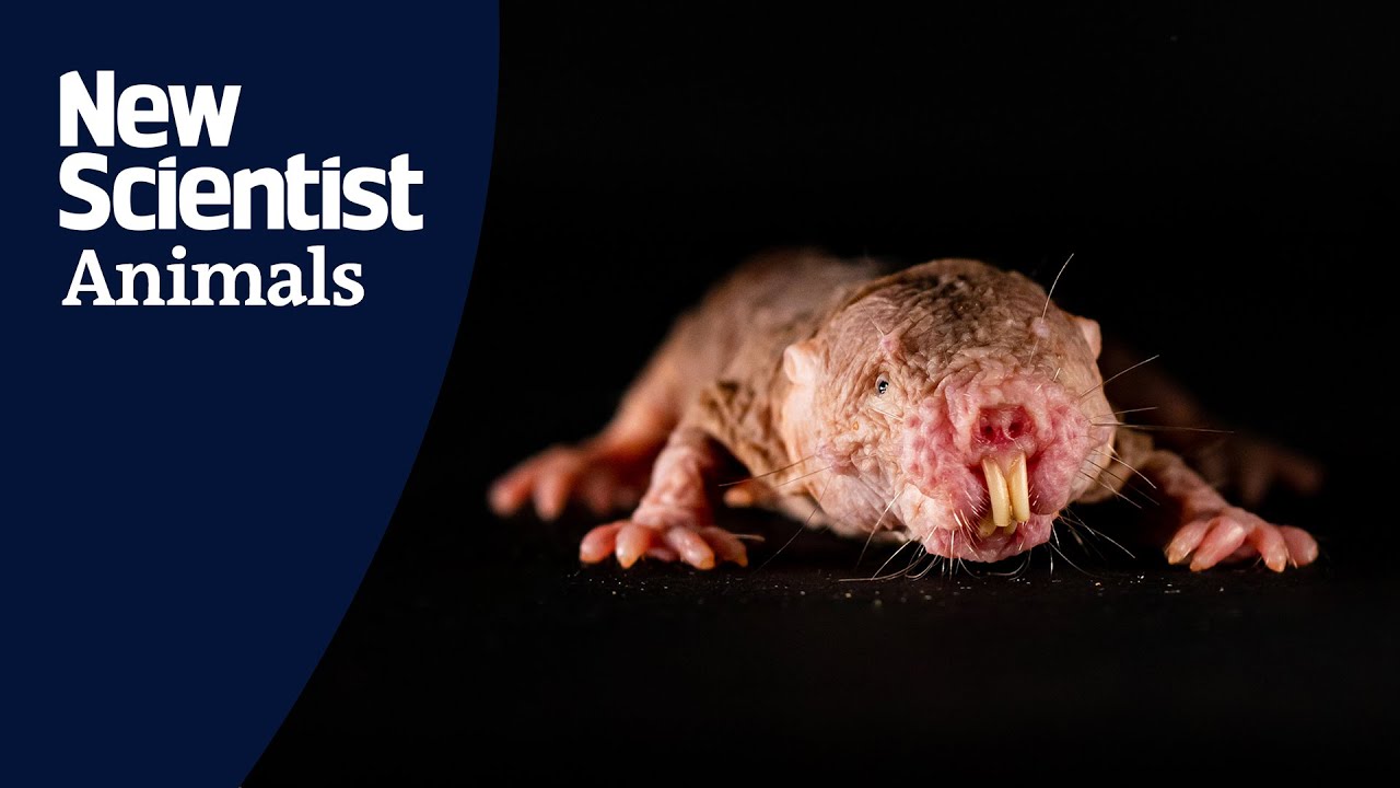 Naked mole rats mimic the dialect of their colony’s queen - YouTube
