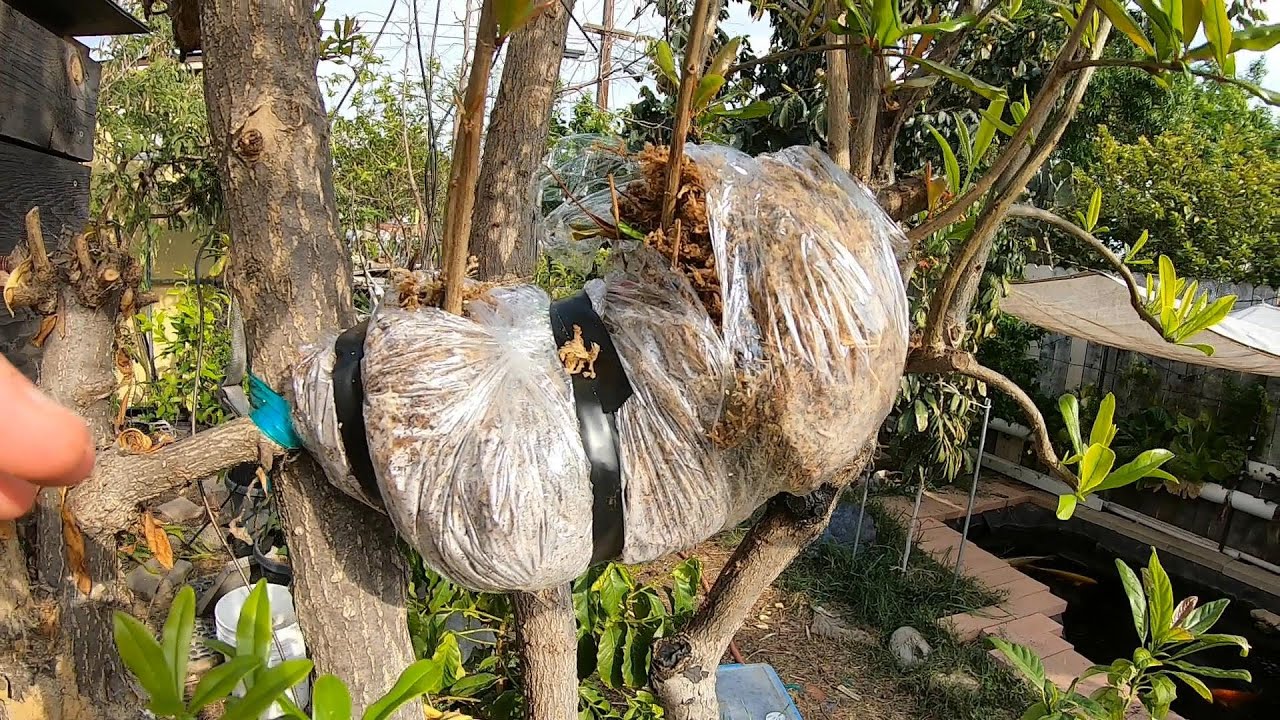 Air Layering #1: adding roots to speed it up - YouTube