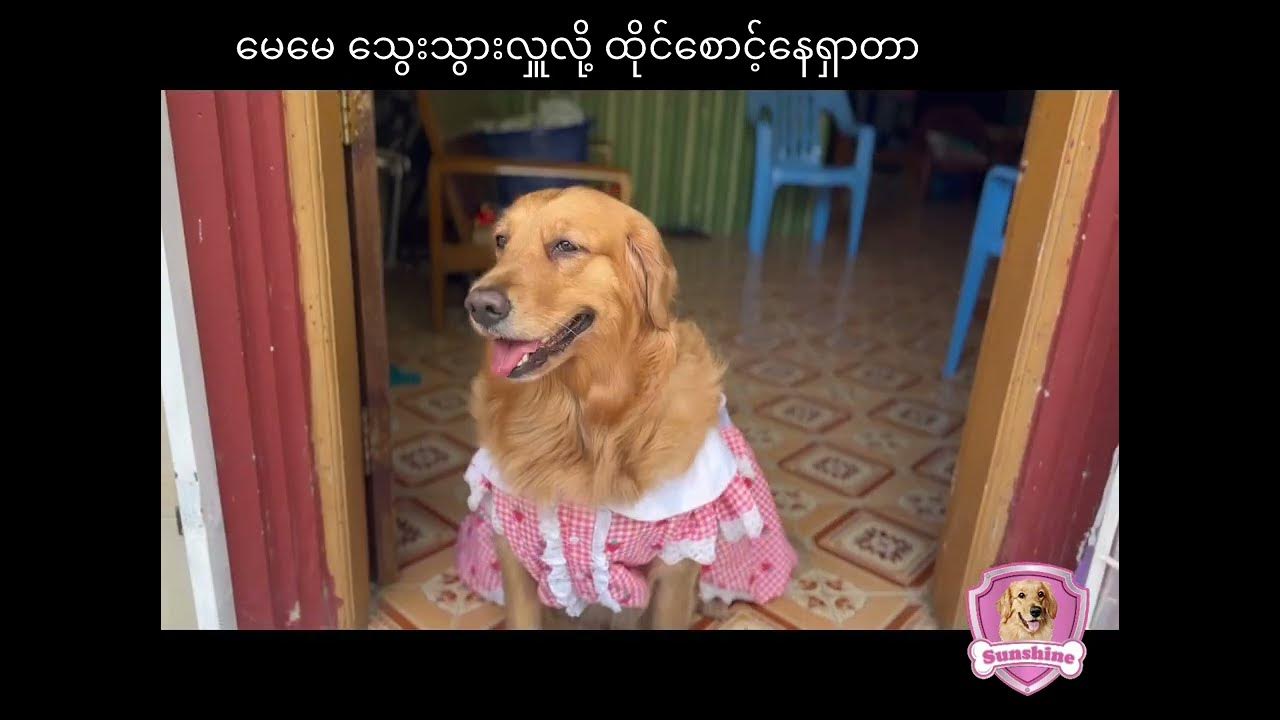 မေမေ အပြင်သွားလို့ မျှော်နေရှာတဲ့ ကလေးလေး 💕💕 Youtube
