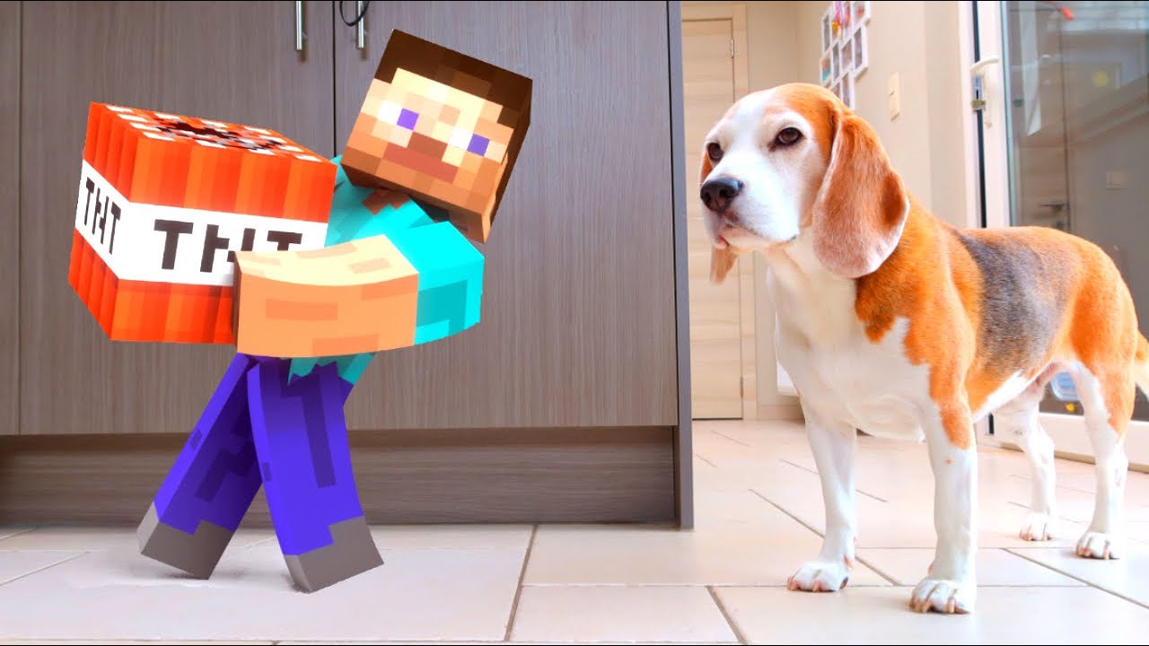 Minecraft In Real LIFE vs Dogs : Funny Beagle Dogs Louie & Marie - YouTube