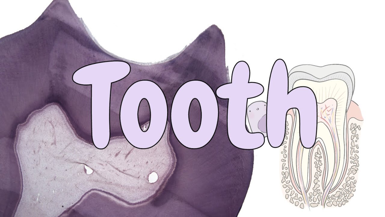 Tooth - digestive system histology - YouTube