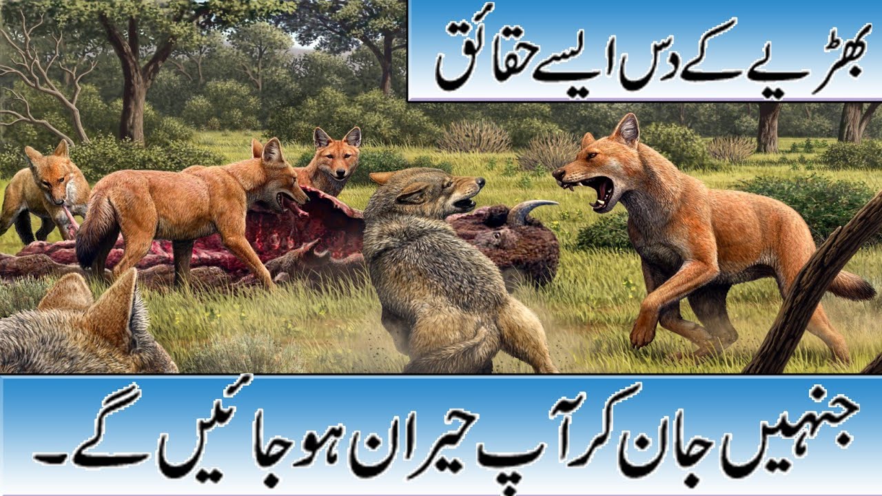 History and facts of Wolves || History of wolf || بھڑیے کے دس حقائق ...