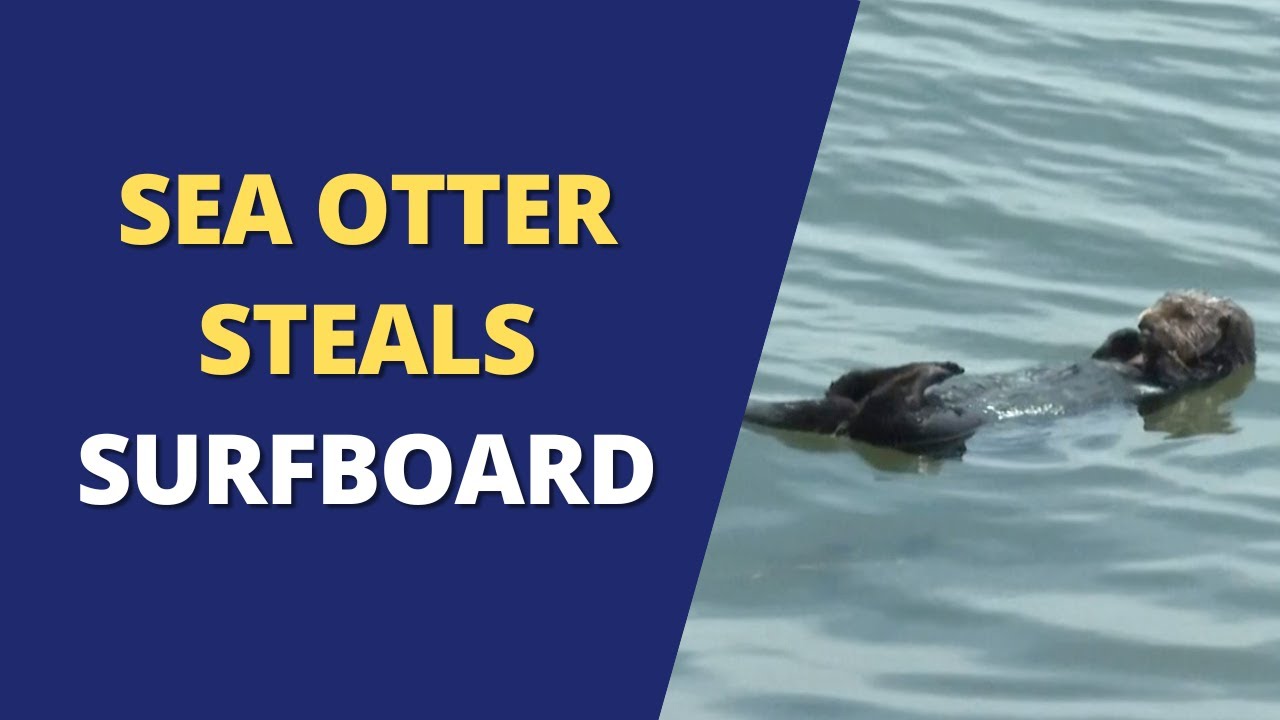 Sea Otter Steals Surfboard Youtube