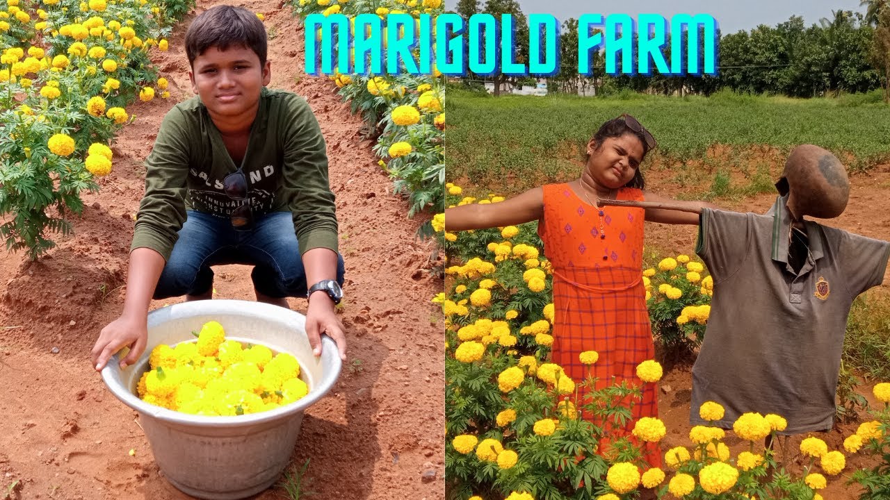 KENTHI FLOWER FARM VLOG | MARIGOLD FLOWER PLUCKING | MARIGOLD FARMING ...