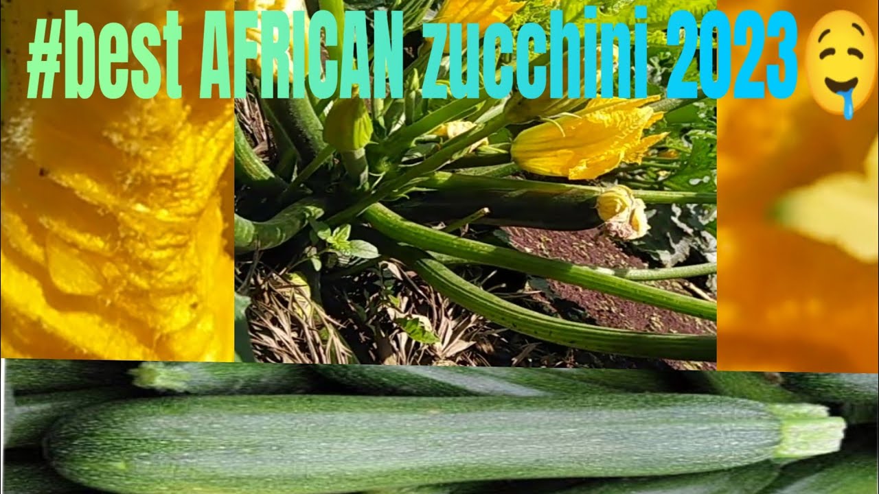 This African zucchini shocked many 2023!!!😲 #Zucchini #courgette # ...