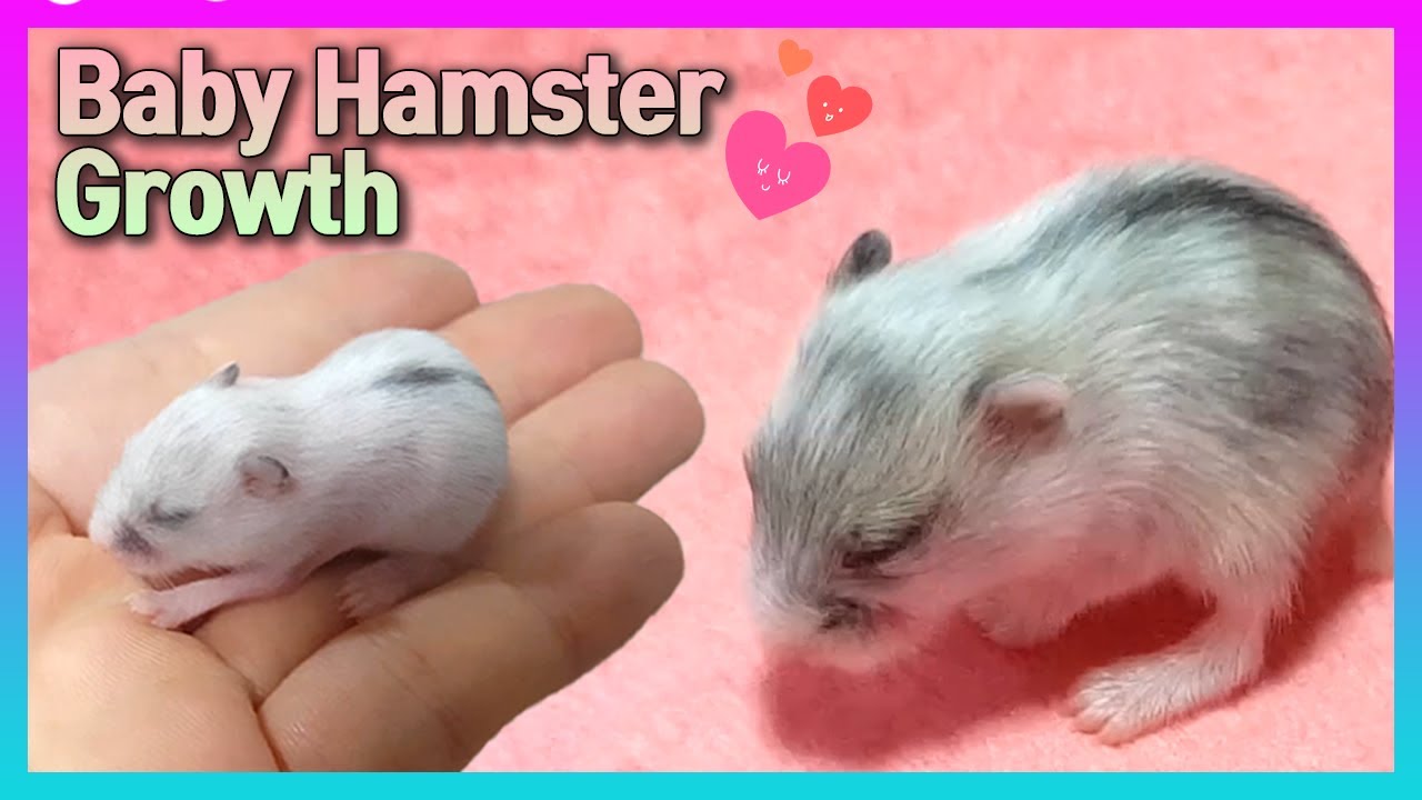 아기 햄스터 출산 1~30일까지 /햄스터 입양하실분~/Hamster Birth - YouTube