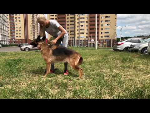 Osten Stern Valensiya 6,5 years