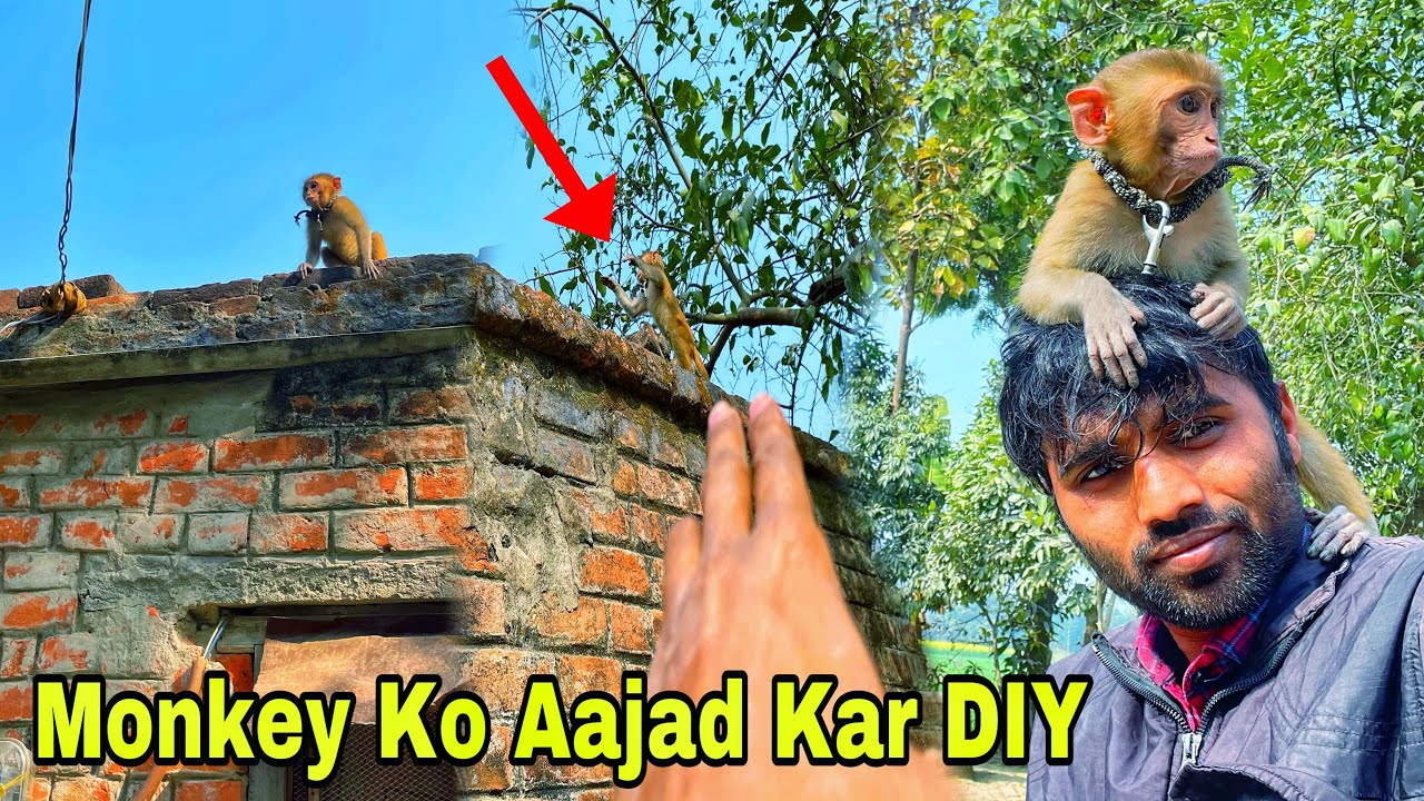 Monkey Ko Ajad Kar Diye 🐒 - YouTube