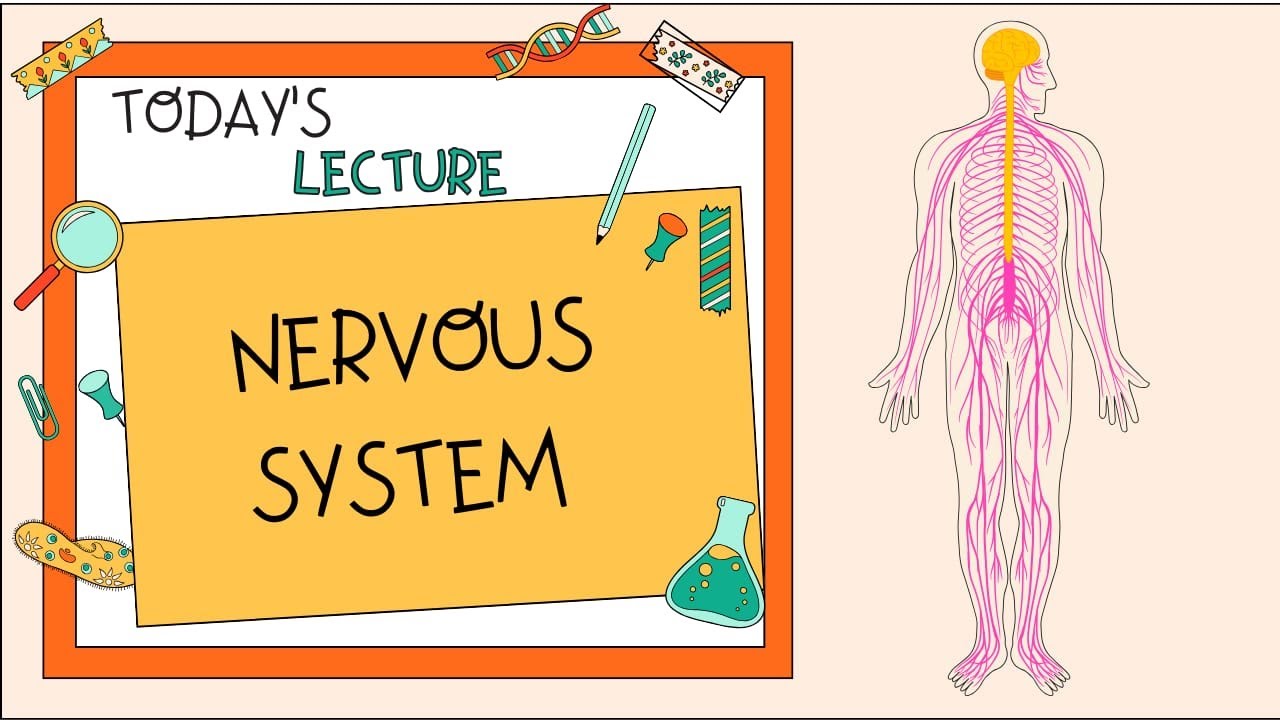 Nervous System Chapter # 12 | 10th Class Biology | Lecture 08 | In Urdu ...