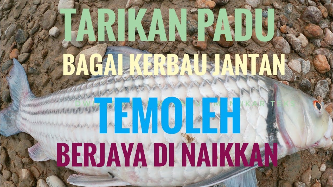 temoleh/tamalian henjutannya bak kerbau jantan.. memang padu - YouTube