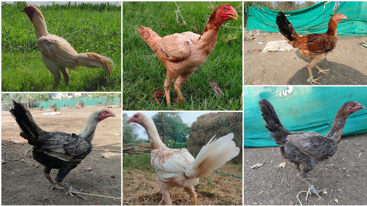 #KVR BREEDES#9059003281#peru cross chicks#rich watam chicks#patta punju ...