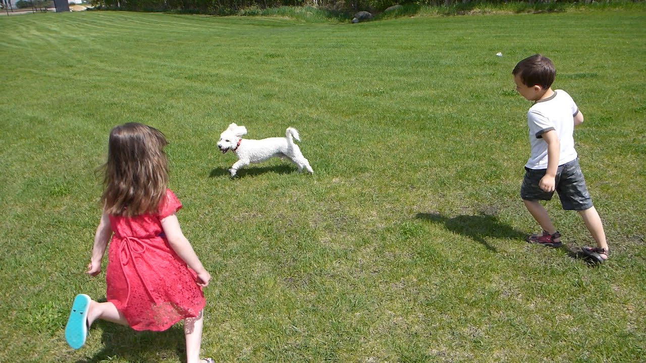 Bichon Frise Dog being Chased by Kids at the Park - YouTube