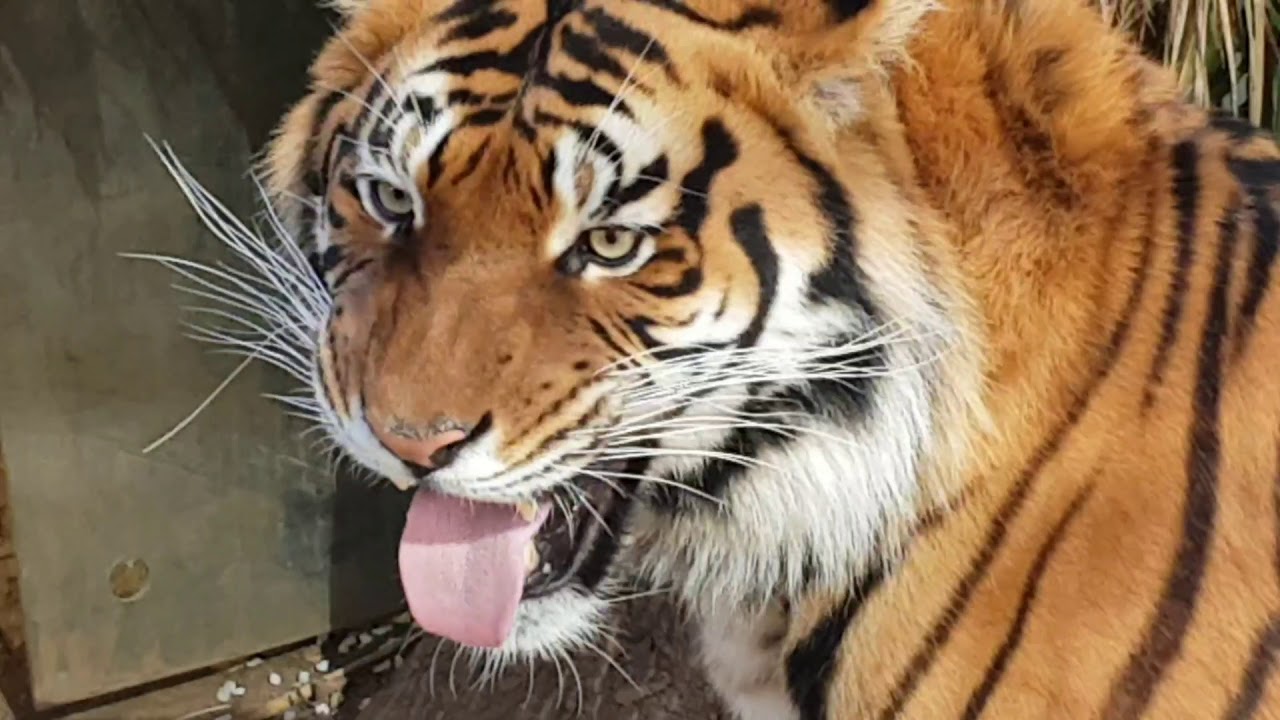 Damage control around a naughty tiger! - YouTube