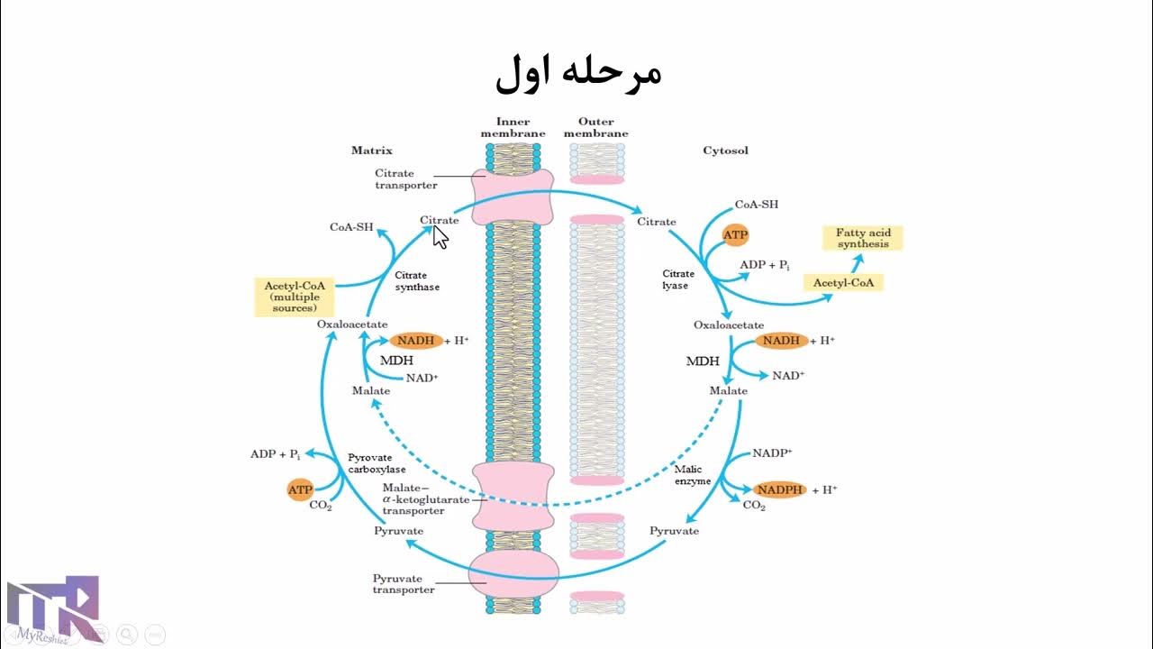 آموزش بیوشیمی متابولیسم لیپیدها بیوسنتز اسیدهای چرب انتقال و فعال