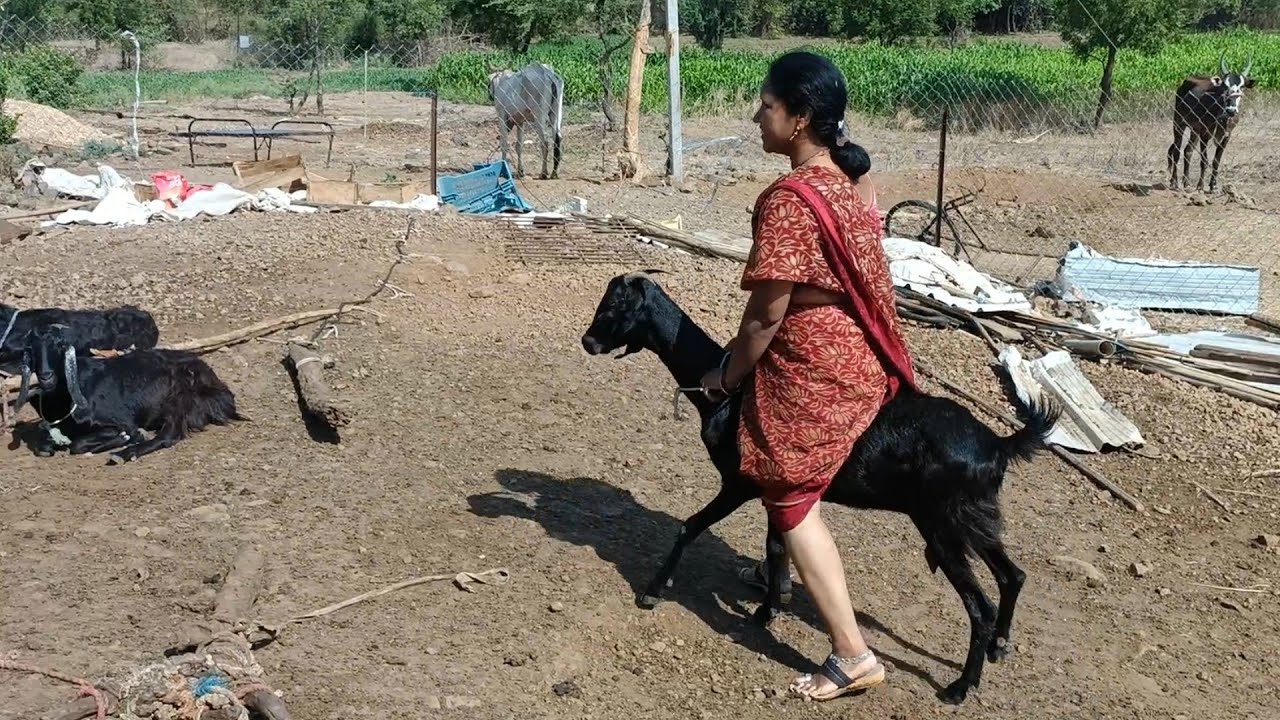 😃goat riding with goat 🐐 milking 😂 funny 🤣!!!!? video village girl ...