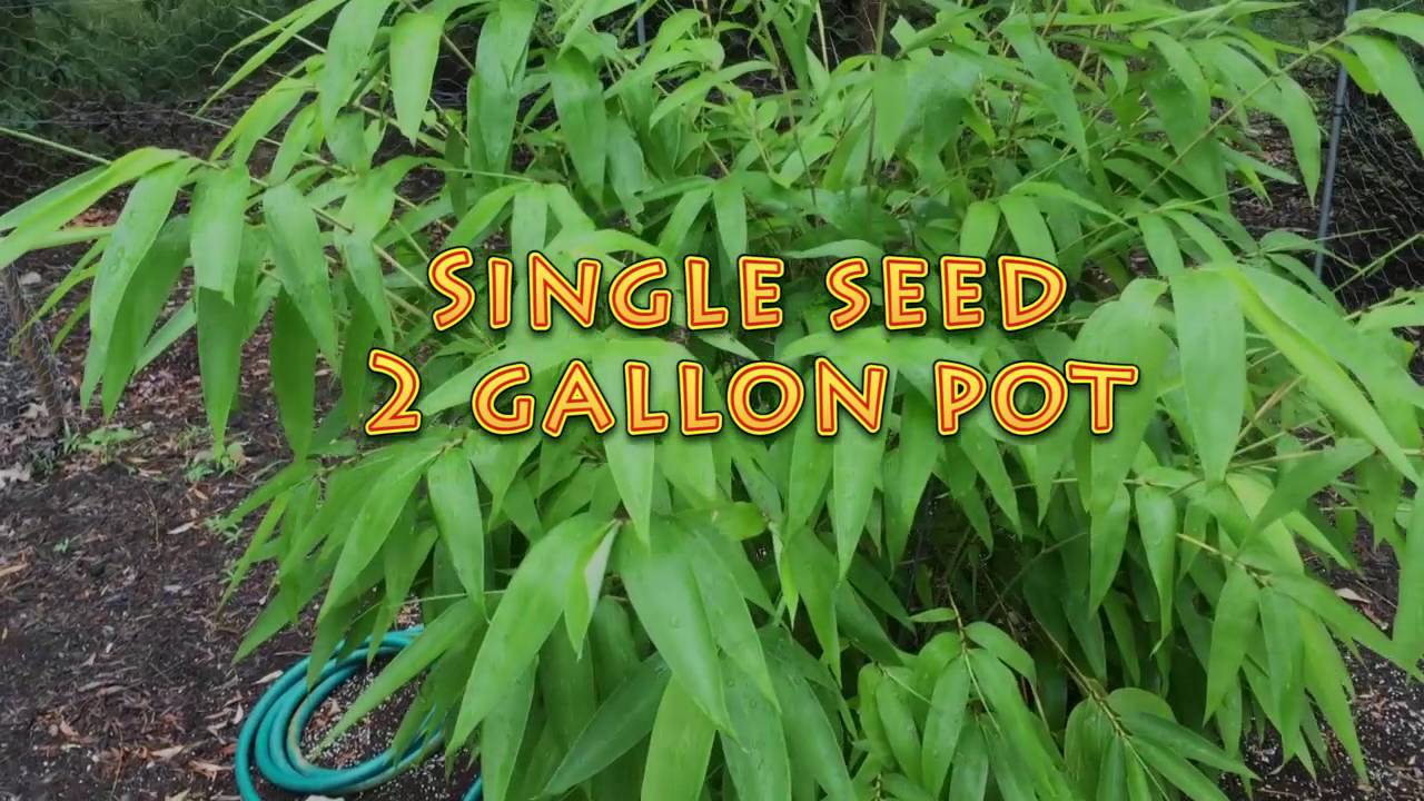 Moso Bamboo (The difference between seed starting indoors vs outdoors ...