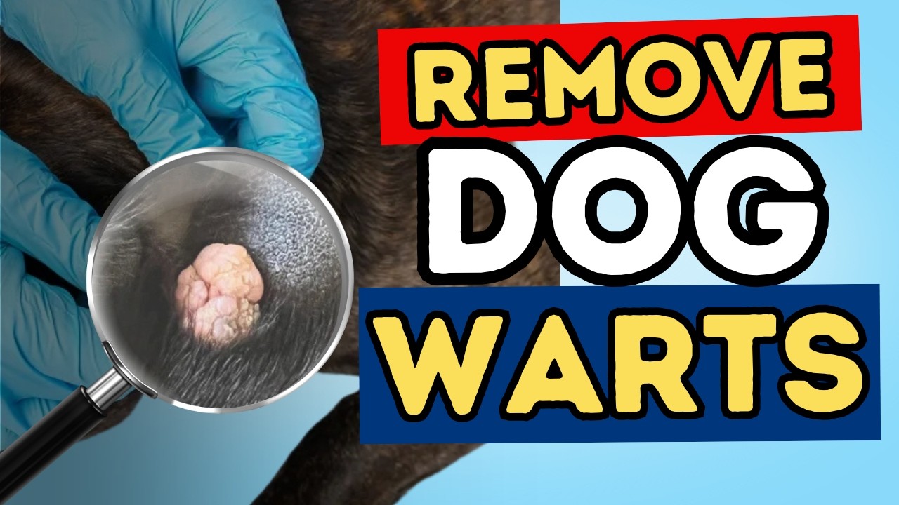 How to Remove Dog and Cat Warts Naturally (No Surgery) - YouTube