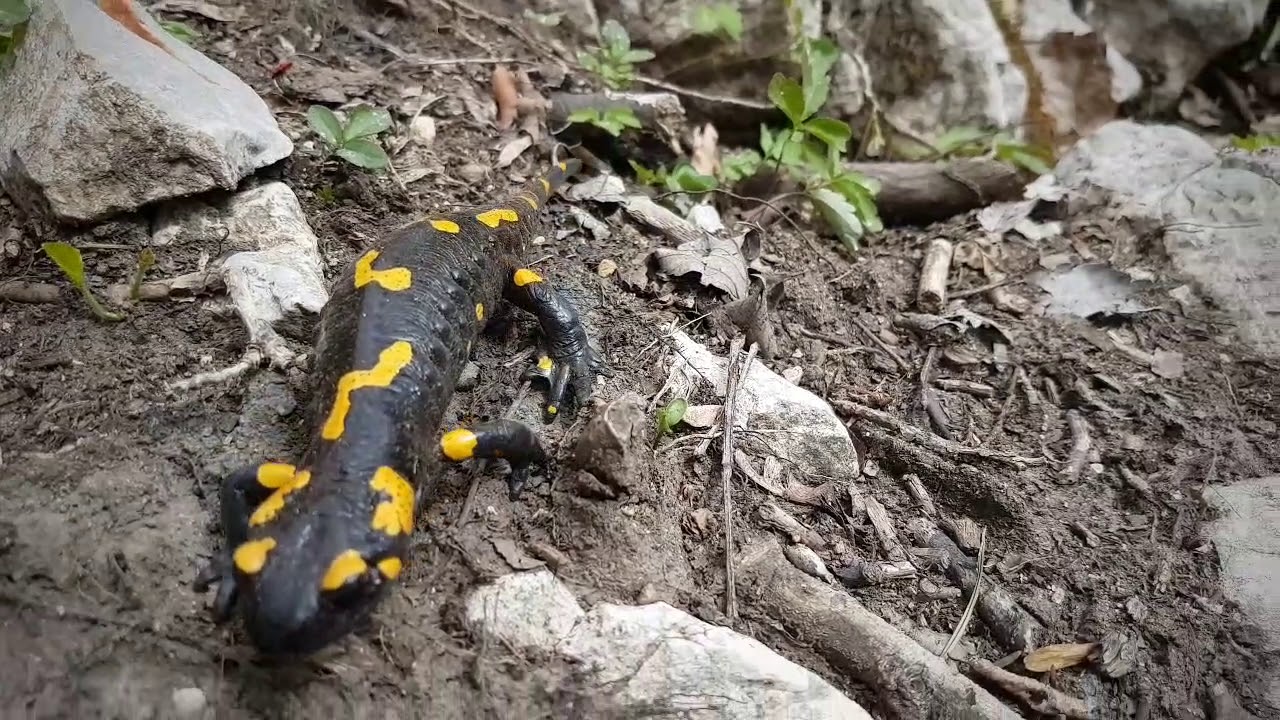 Dazdevnjak , Tara River Canyon , Salamandra Salamandra - YouTube