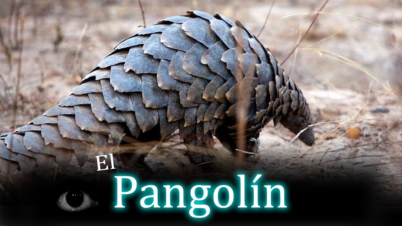 El Pangolín; el animal más traficado del mundo. - YouTube