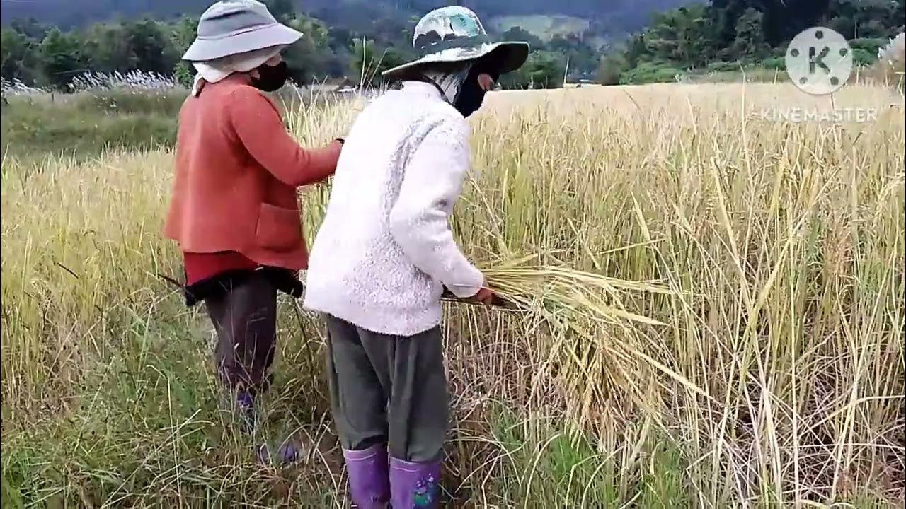 hnub no peb mus ua zog plais plej os peb tsis muaj nyiaj ces mus ua luag zog xwb tiag - YouTube