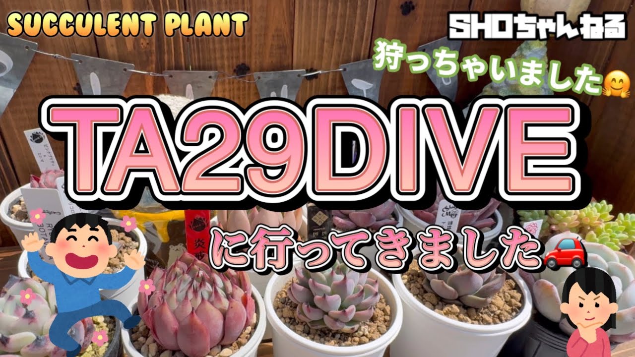 【多肉植物】🥳TA29DIVEで狩っ多肉祭り🎊 - YouTube