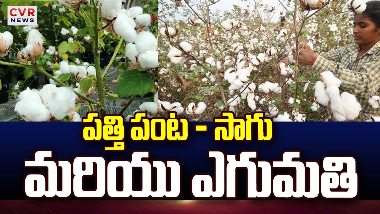పత్తి పంట - సాగు మరియు ఎగుమతి | Cotton Cultivation | Raithe Raju | CVR ...