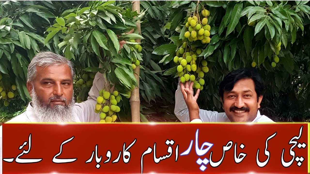 Litchi Farming In Pakistan | Lichee Farming In Pakistan|Eleechi Farming ...