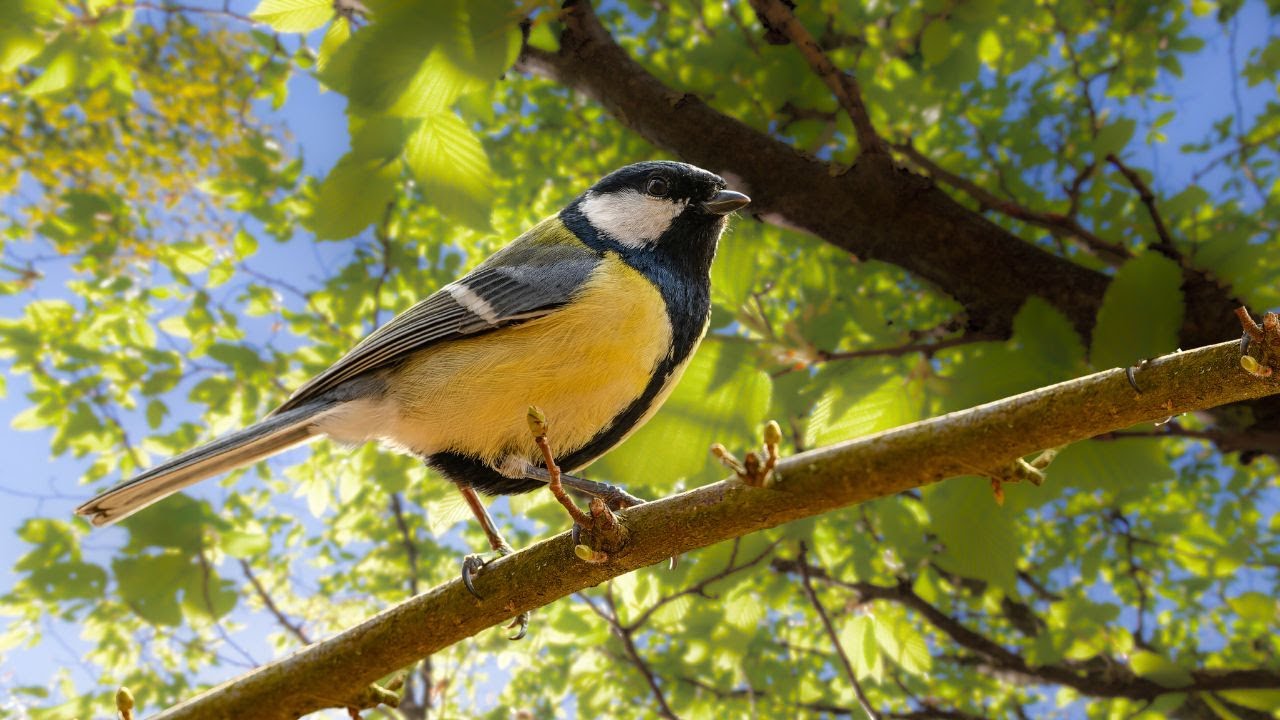 Singing Birds | Natural Bird Sounds | Relaxing bird sounds help you ...